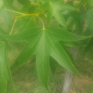 Five Leaf Trees